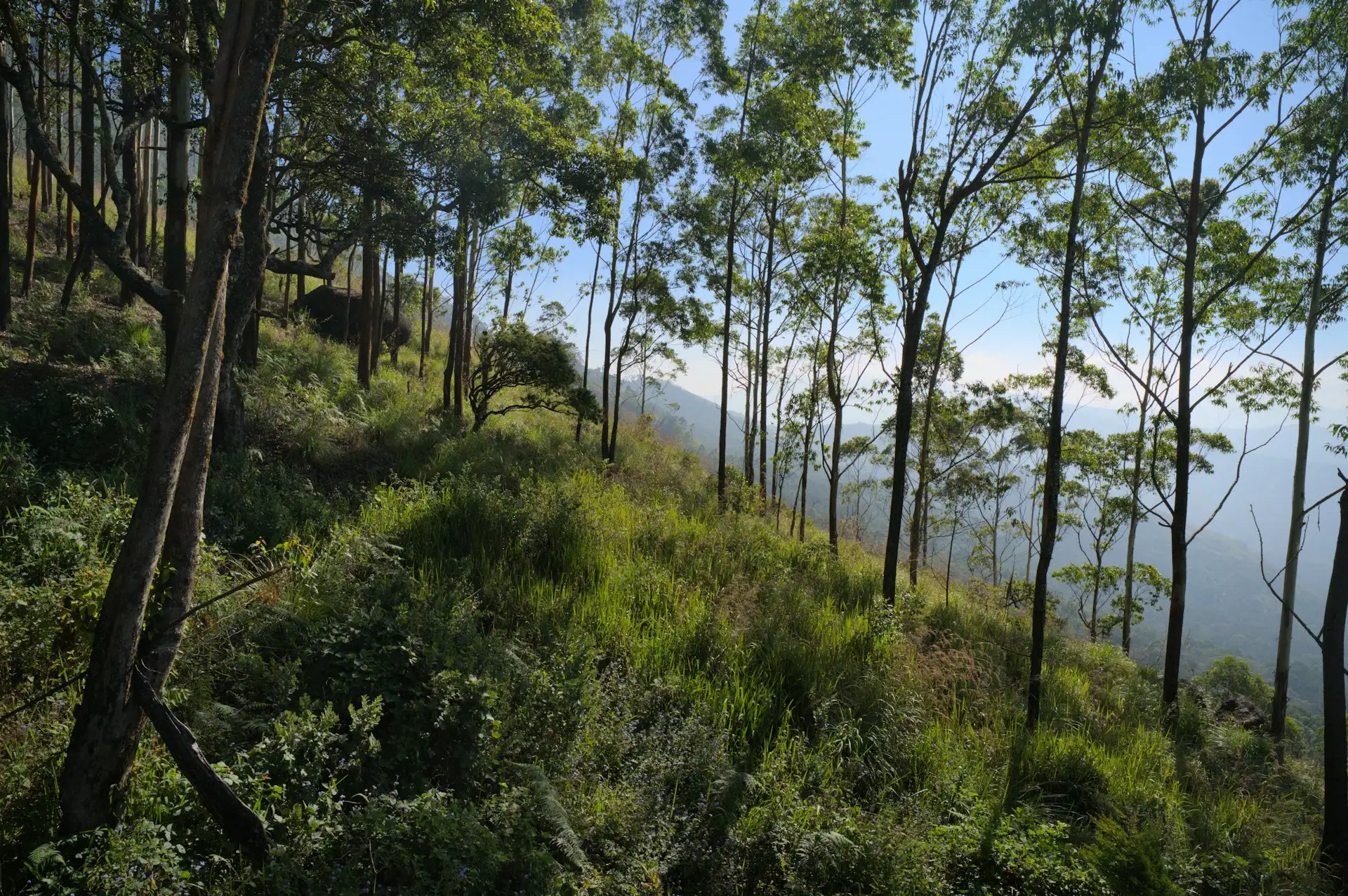 Geosynthetics Solutions in Kerala Forest Department Project